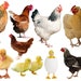 Farm Animal Overlays, Chickens Overlays, Easter Overlays, Photoshop ...