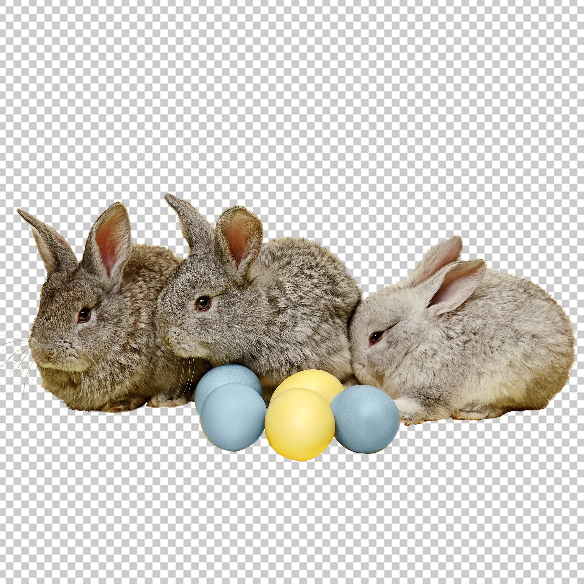 Easter Bunnies, Easter Overlays, Photoshop Overlay, Bunny Overlays ...