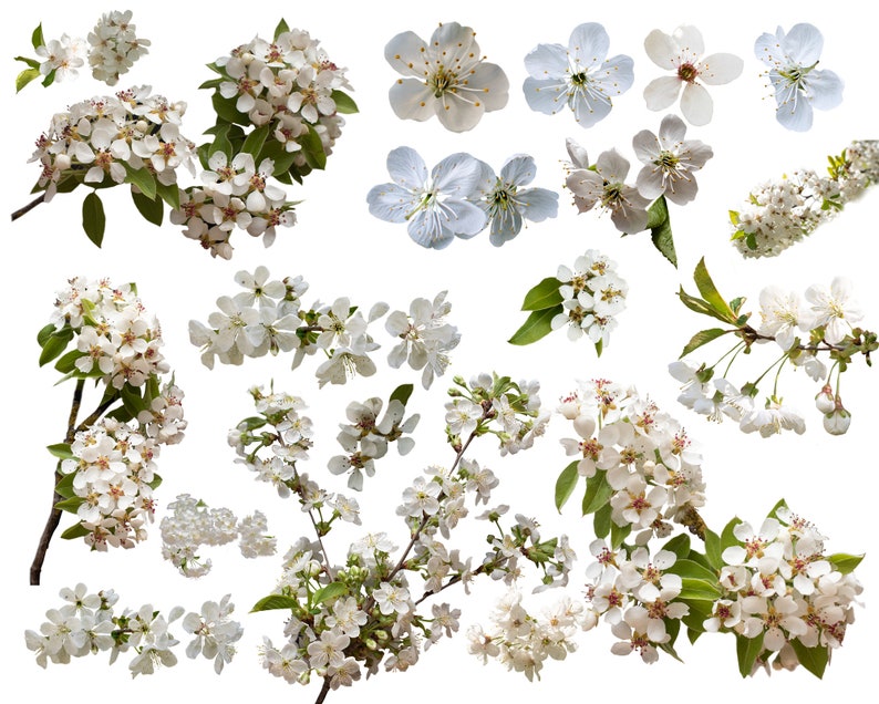 Apple Blossom Overlays Spring Overlays Blooming Spring - Etsy