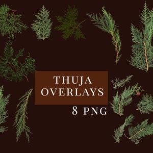 Coniferous Overlays, Evergreen Overlay Pack, Winter Digital Photoshop ...