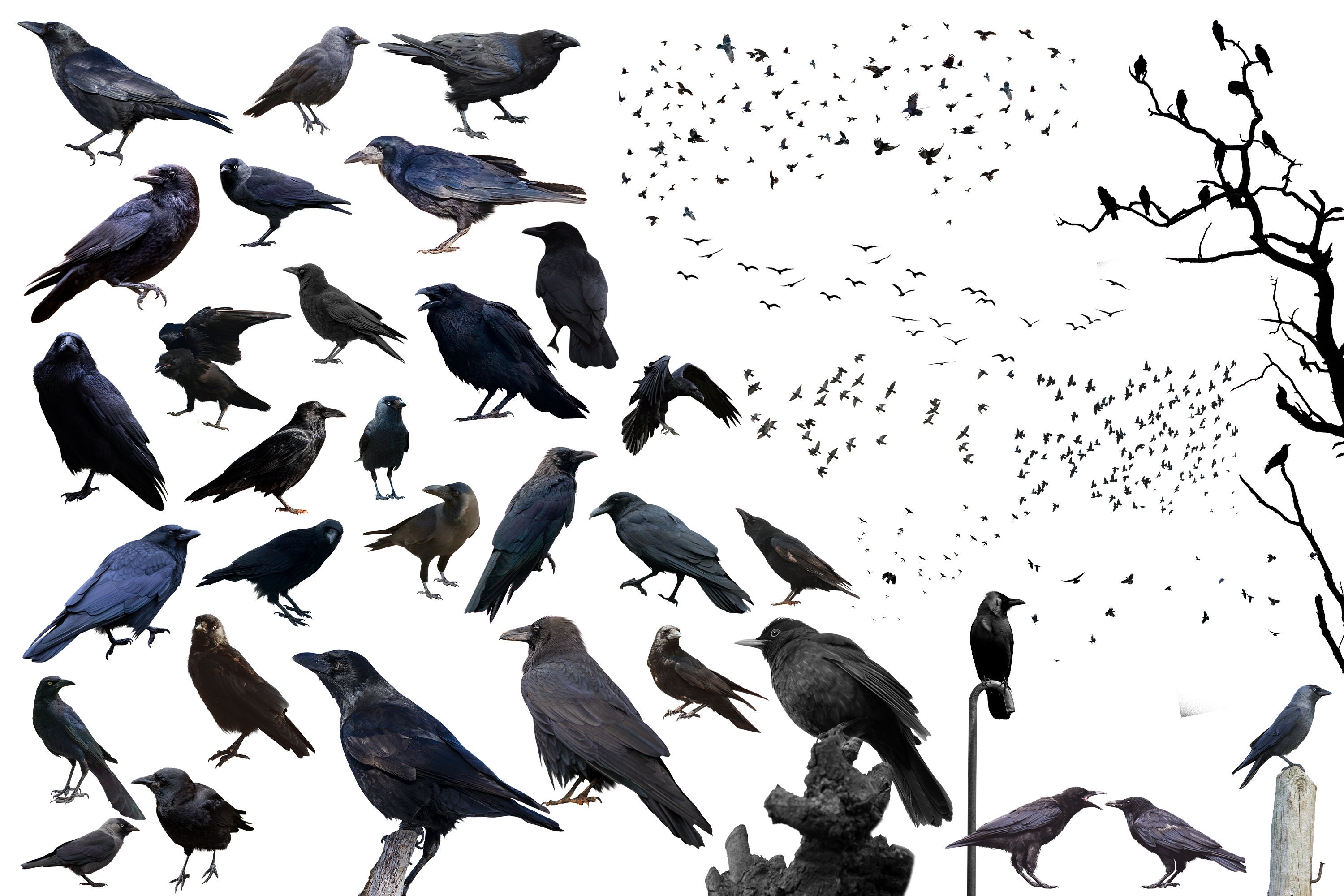 Crows overlays Fly bird overlays Black raven png Ravens and - Etsy Polska