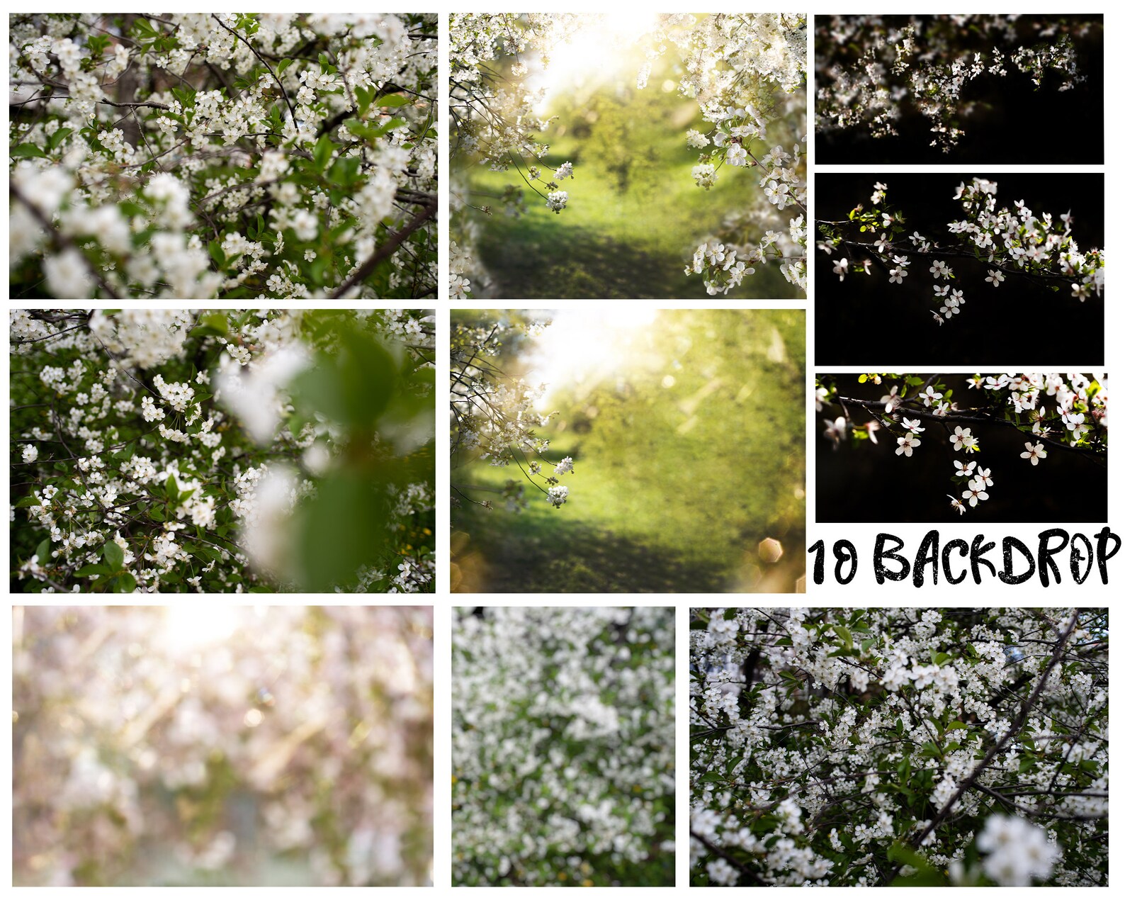 Apple Blossom Overlays, Spring Overlays, Blooming Spring Branch ...