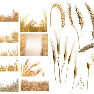 Field Overlays, Wheat Fields Overlay, Golden Field Photo Overlays ...