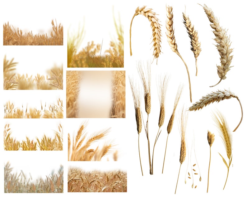Field Overlays, Wheat Fields Overlay, Golden Field Photo Overlays ...