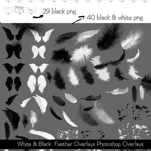 Feather Overlays, Feather Photo Overlay, Feather Photoshop Overlay ...