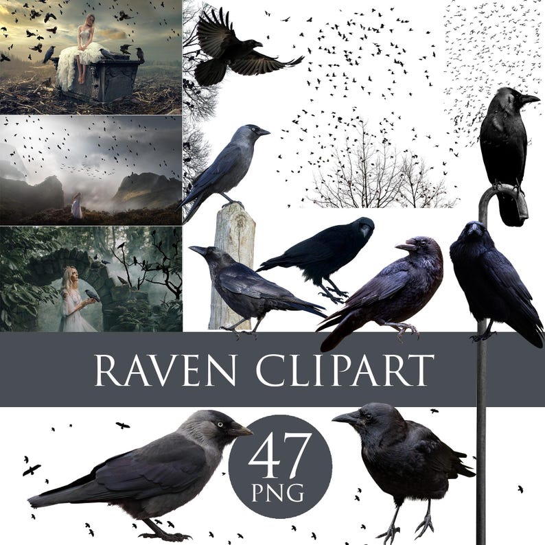 Crows Overlays, Fly Bird Overlays, Black Raven Png, Ravens and Crows ...