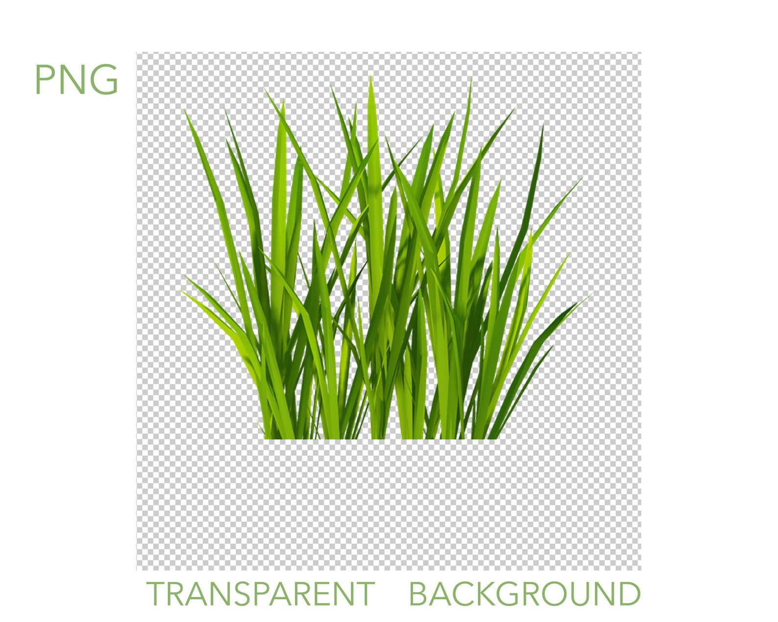 Grass Photo Overlays Glade Photoshop Overlays Grass Png - Etsy