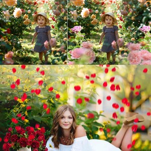 Roses Photo Overlays, Valentine's Day Overlays, Flower Overlays, Roses ...