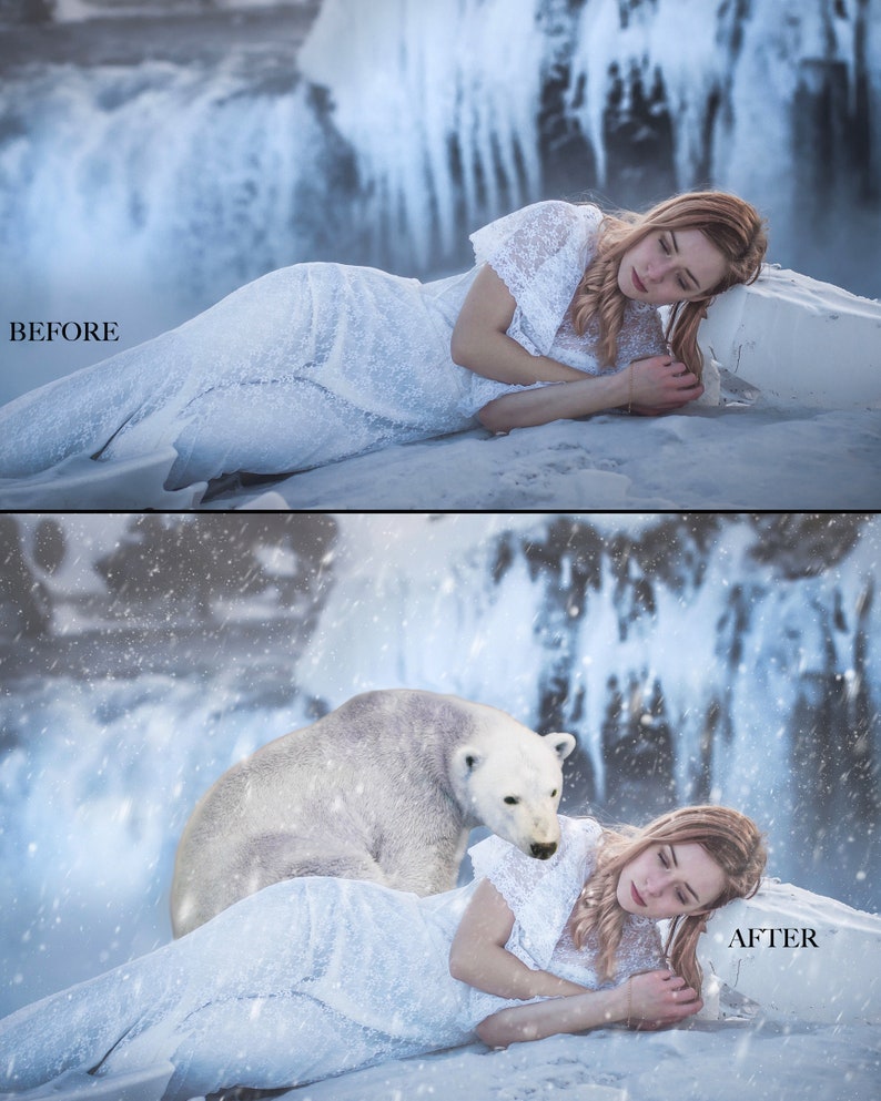 Polar Bears Overlays Bear Transparent Png Images Bears Photo - Etsy