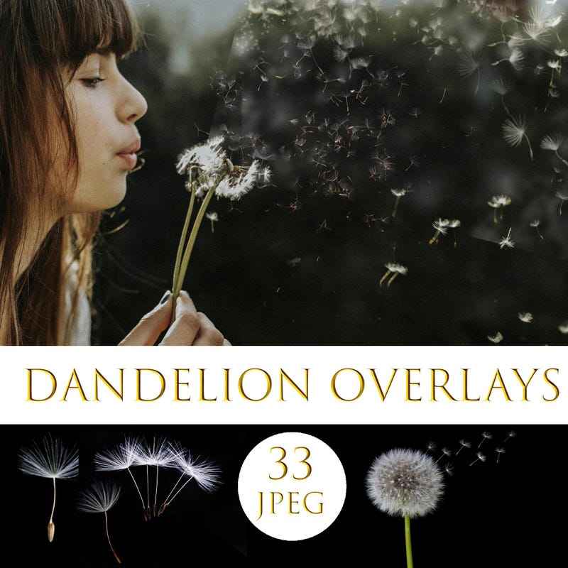 Dandelion Photographs - Etsy UK