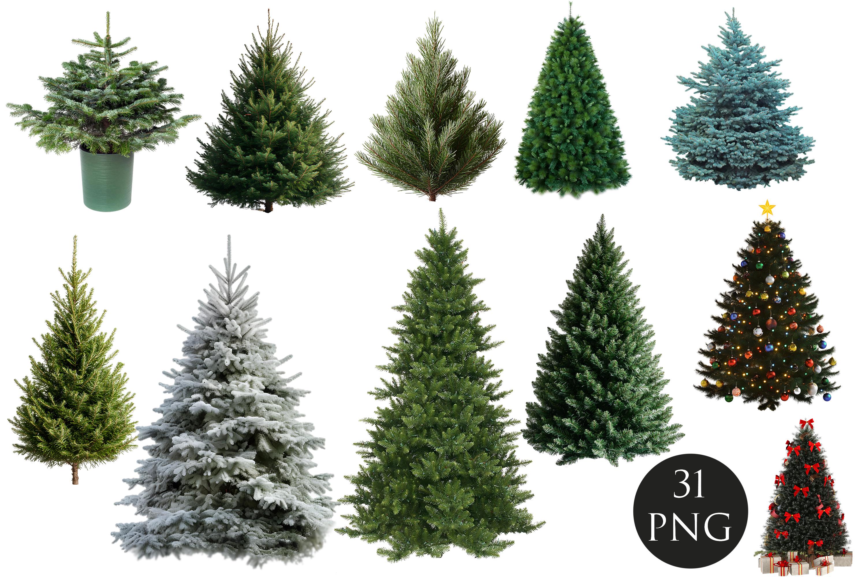 Christmas Tree Photo Overlays: 31 PNG Winter Trees (digital Download ...