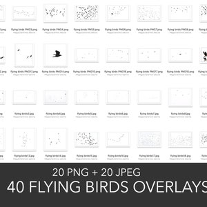 Bird Flock Png, Bird Flock Overlays, Bird Flock Fly, Flock of Birds ...