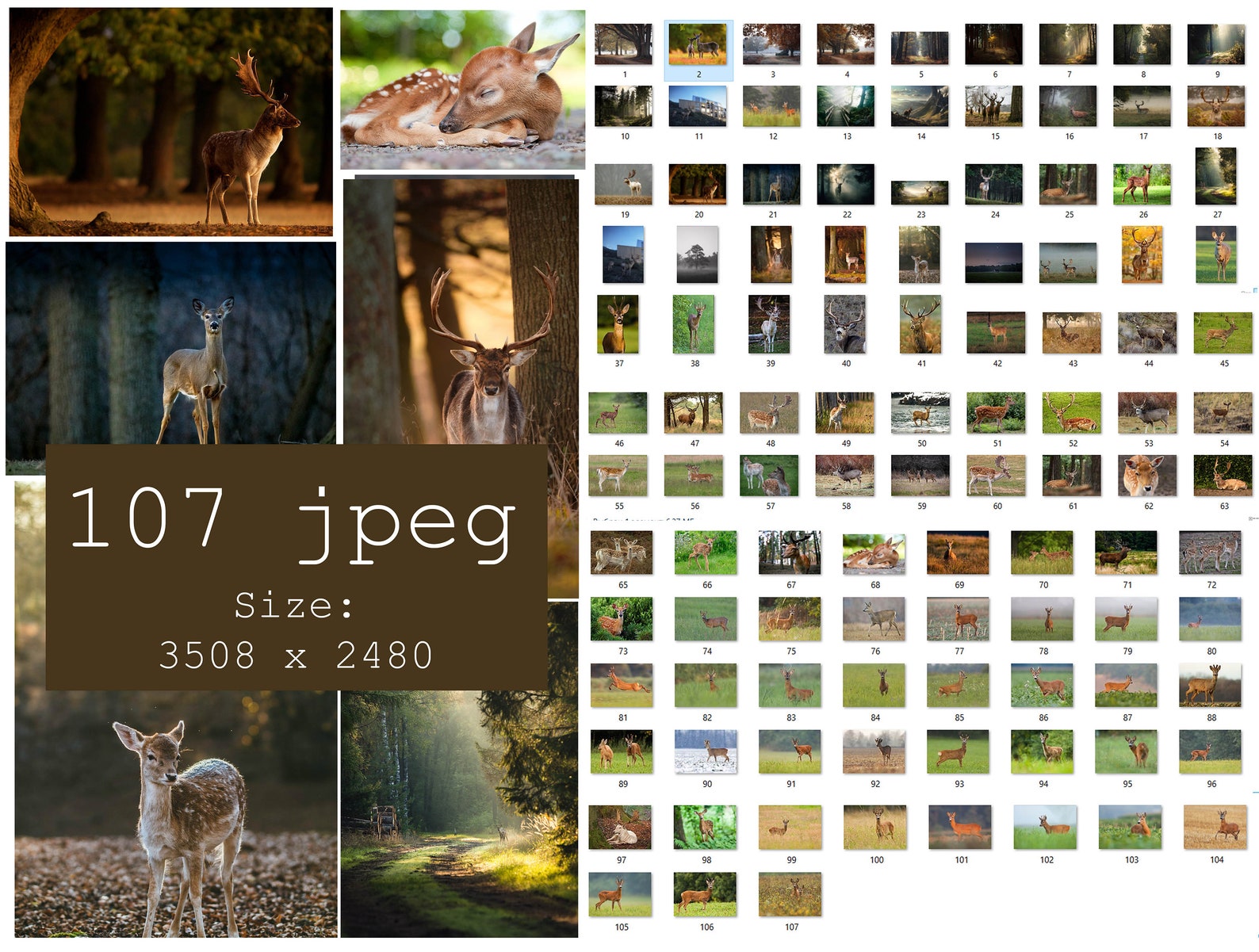 Deer Overlays, Animal Overlay and Photoshop Action Collection, Forest ...