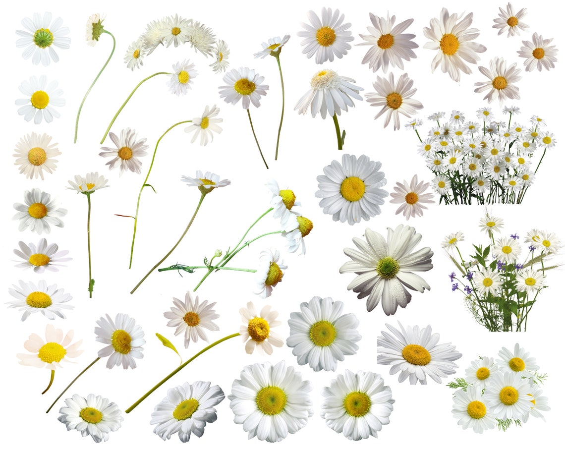 Daisies Photo Overlays: 40 PNG Floral Elements (digital Download) - Etsy