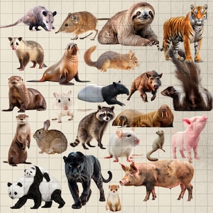 Wild Animal Clipart Bundle: Mammals PNG Images, Mammals Png, Animal ...