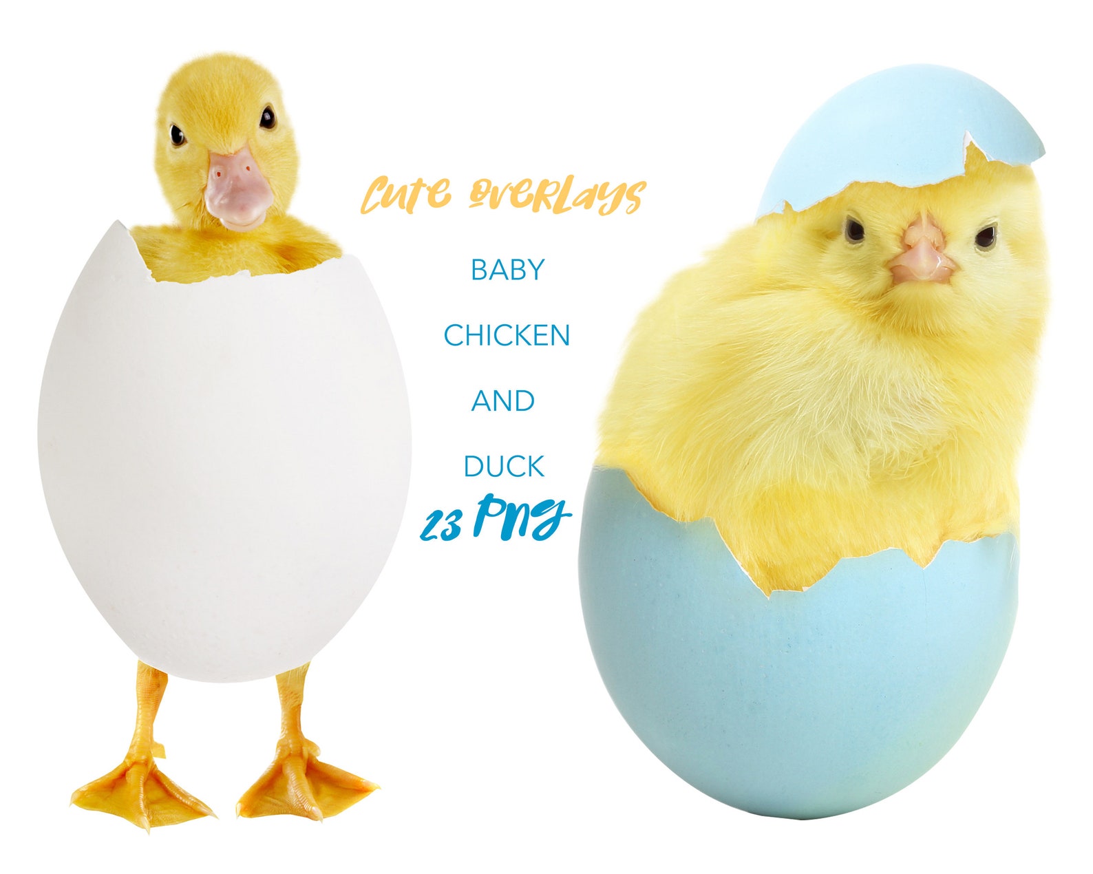 Farm Animal Overlays Chickens Overlays Easter Overlays - Etsy Canada