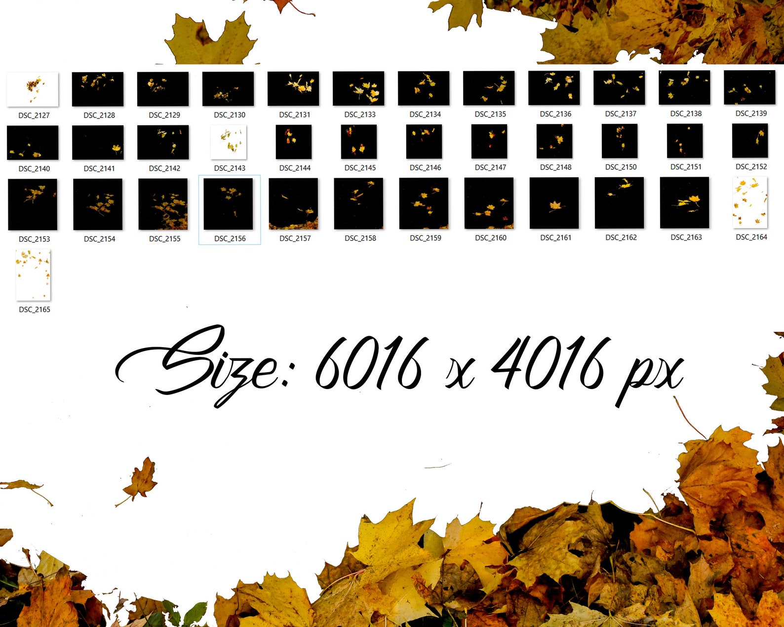 Autumn Leaf Png Autumn Leaves Overlays Falling Leaves Fall | Etsy