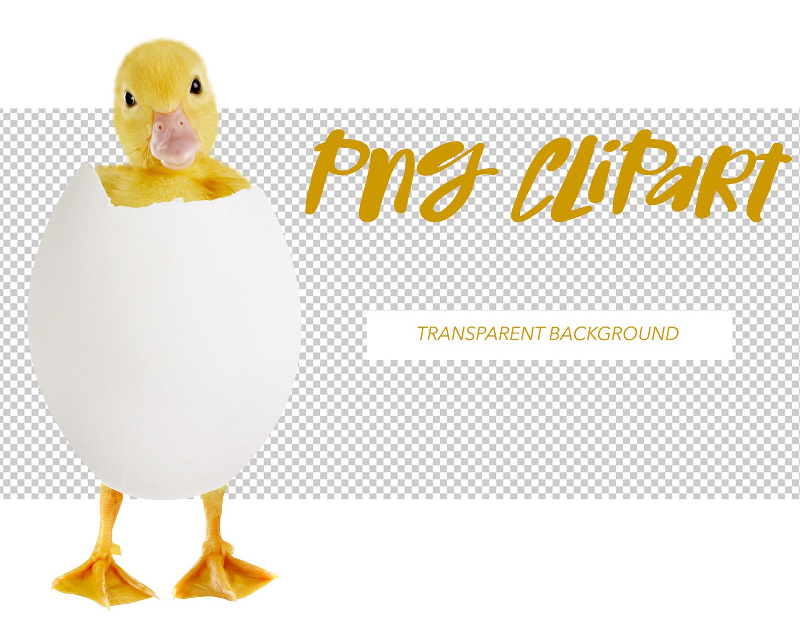 Farm Animal Overlays Chickens Overlays Easter Overlays | Etsy Canada