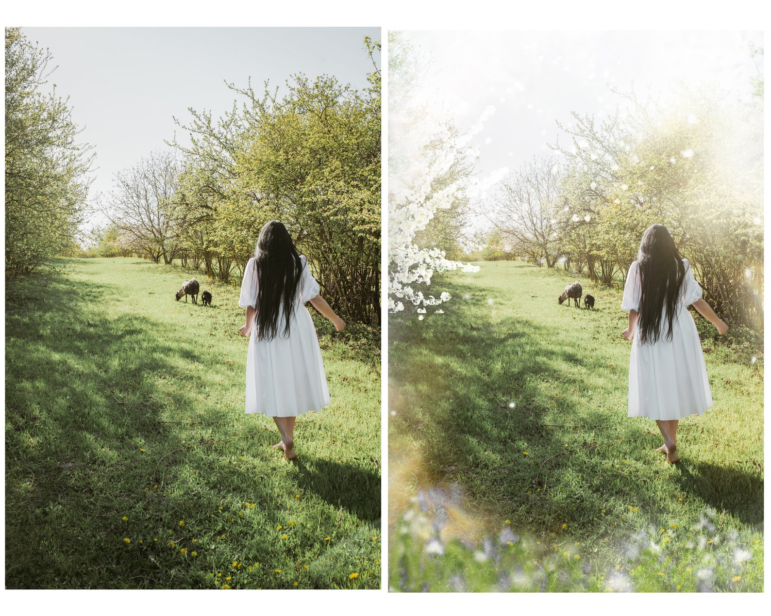 Apple Blossom Overlays, Spring Overlays, Blooming Spring Branch ...