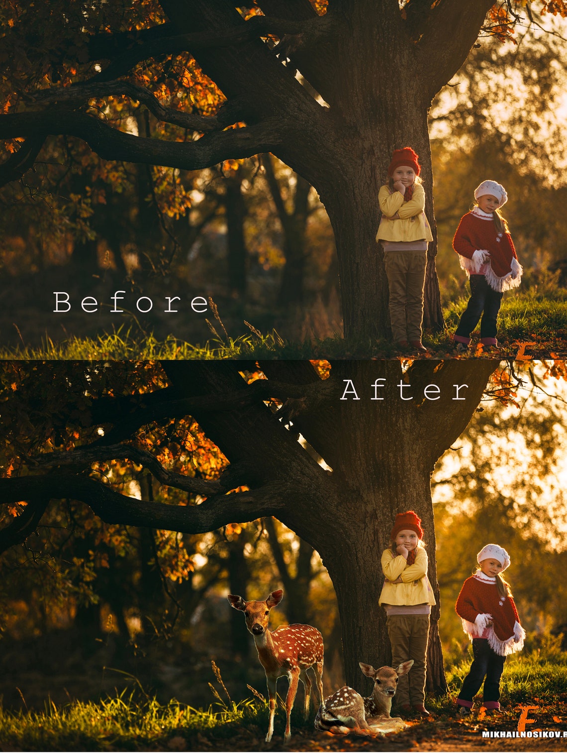 Deer Overlays, Animal Overlay and Photoshop Action Collection, Forest ...