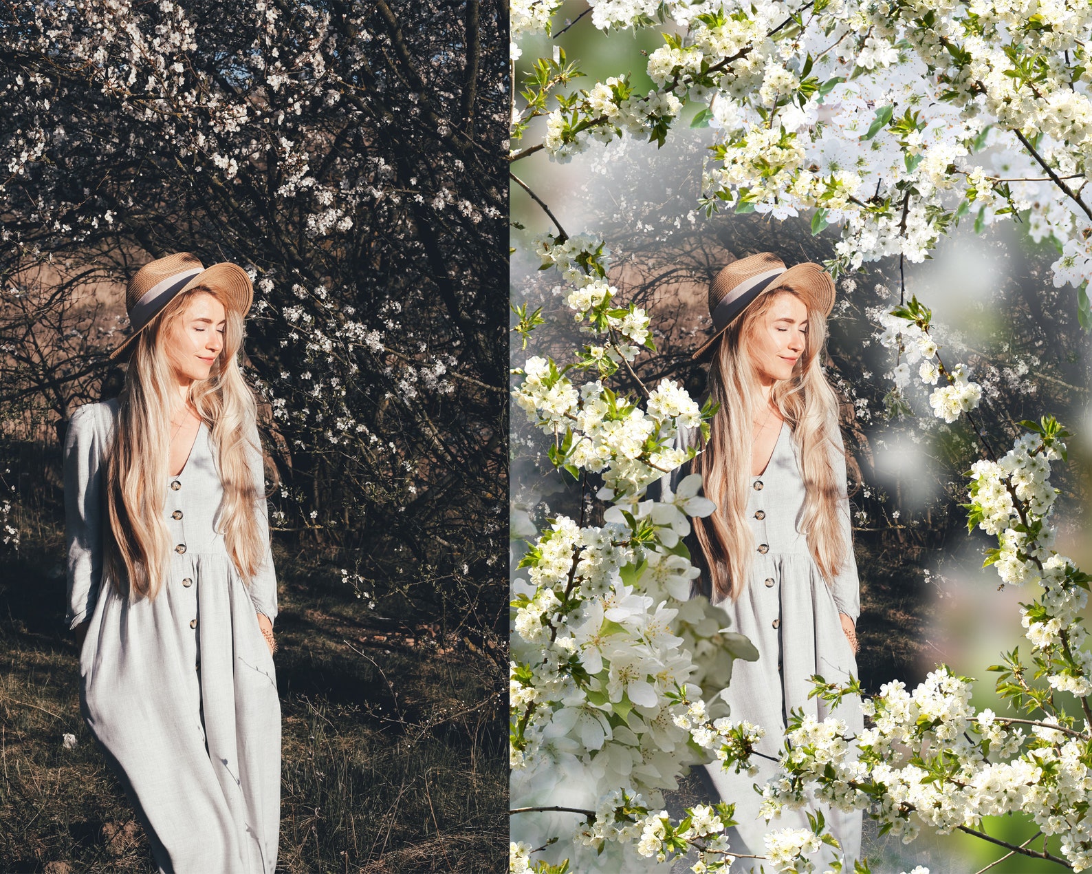 Apple Blossom Overlays, Spring Overlays, Spring Apple Tree Blossom ...