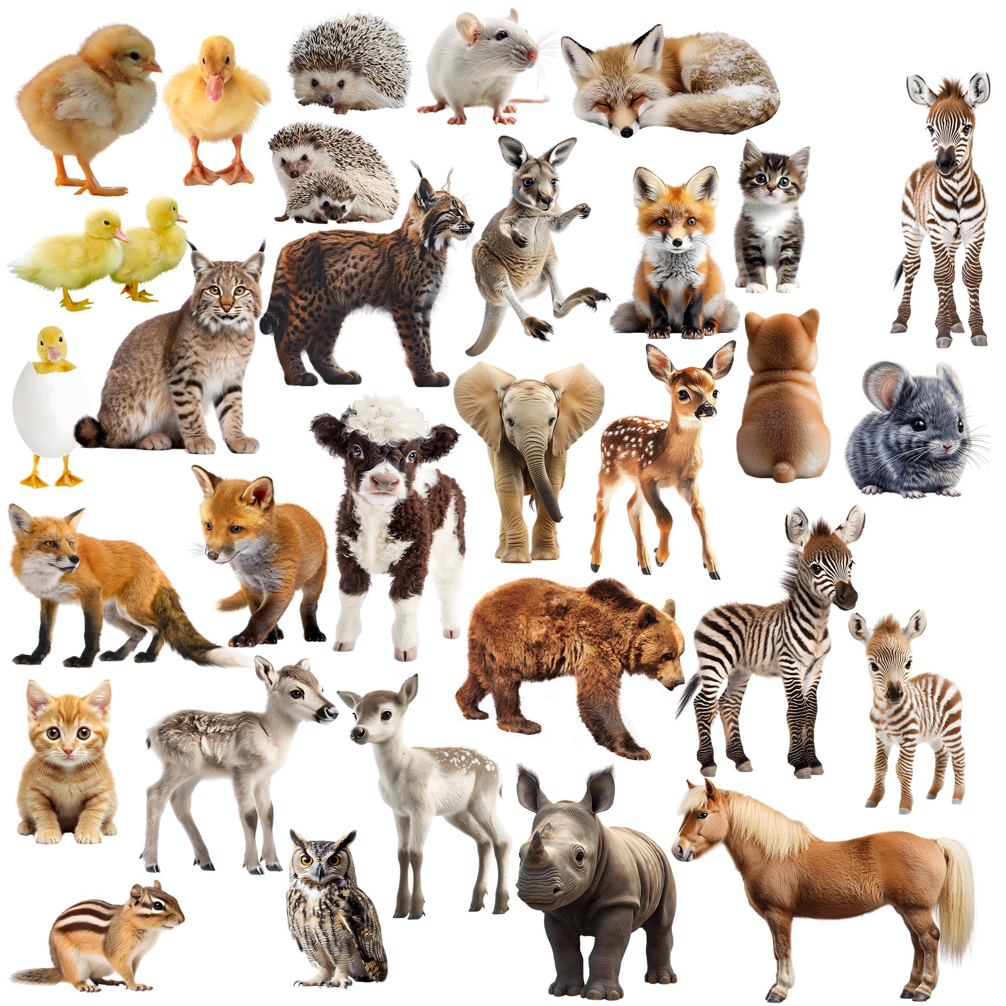 Baby Animals Clipart: Wolf Cub, Kitten, Owlet, Leveret, Fawn, Duckling ...