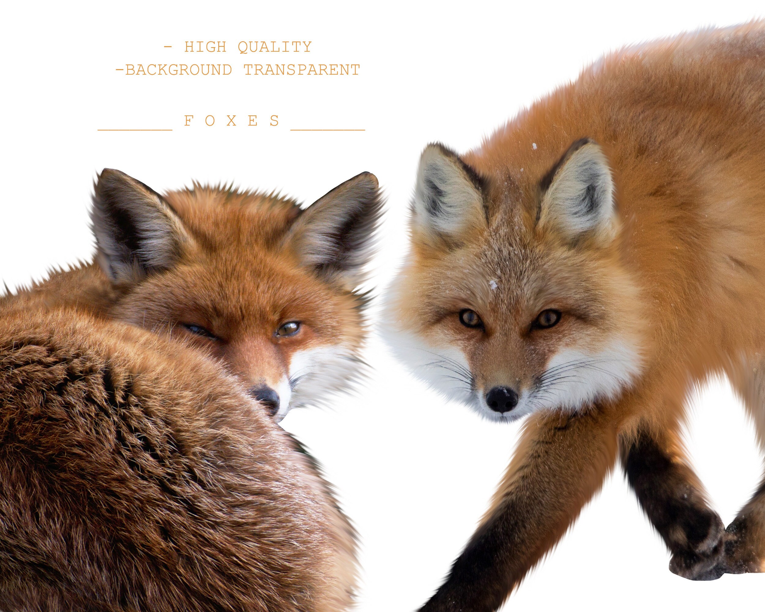 Foxes Overlays Easter Overlays Real Animals Forest Animal - Etsy Canada
