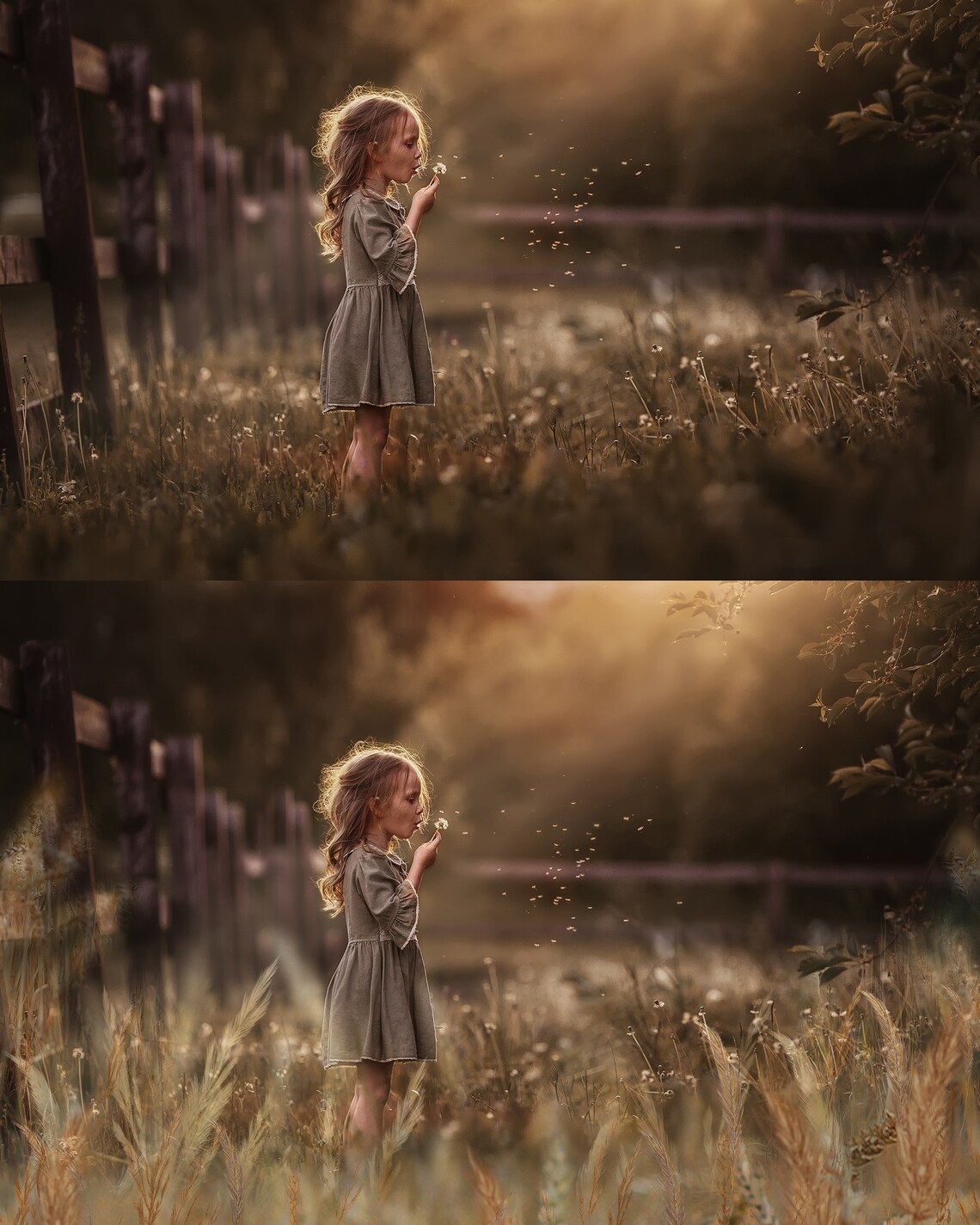 Field Overlays Wheat Fields Overlay Golden Field Photo - Etsy