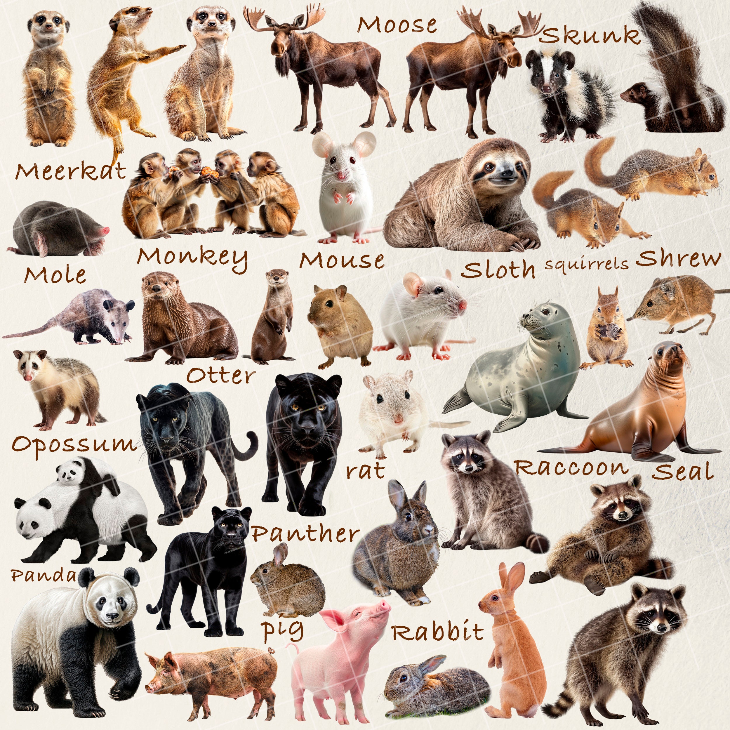 Wild Animal Clipart Bundle: Mammals PNG Images, Mammals Png, Animal ...
