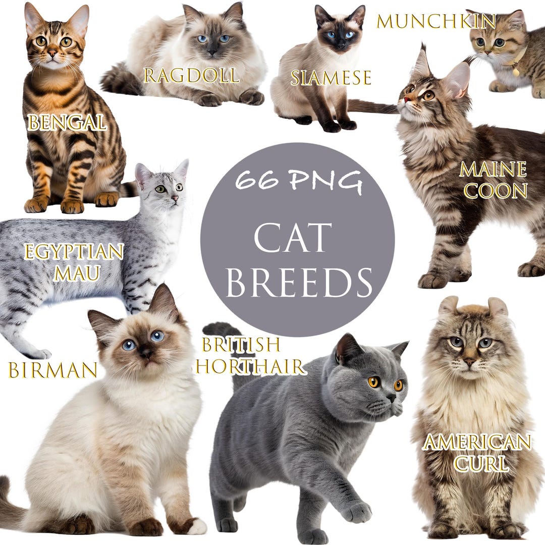 Cat Breeds Clipart Bundle, Cats Clipart, Pet Animals Clipart ...