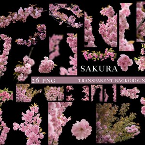 Sakura Overlays, Cherry Blossoms Png, Blooming Spring Branch Overlays ...