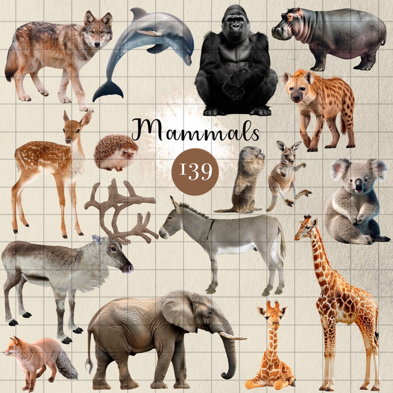 Wild Animal Clipart Bundle: Mammals PNG Images, Mammals Png, Animal ...