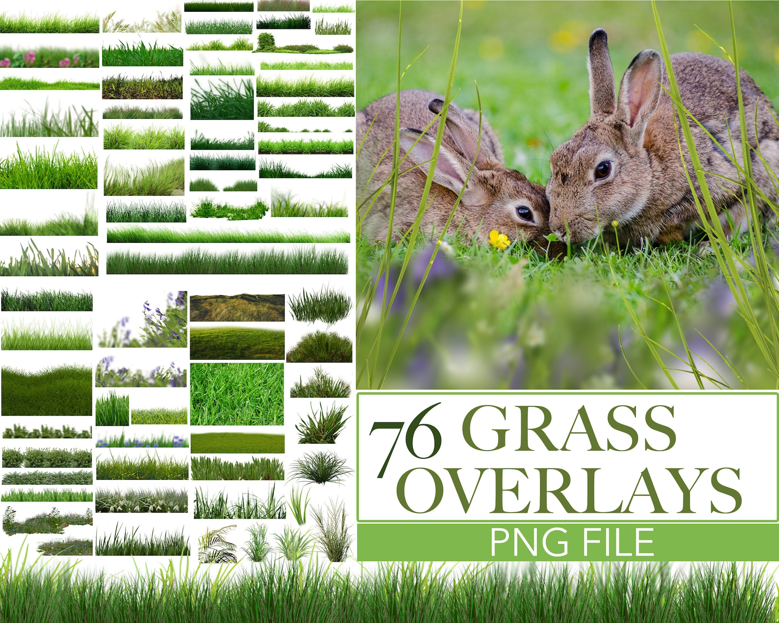 Grass Photo Overlays Glade Photoshop Overlays Grass Png - Etsy