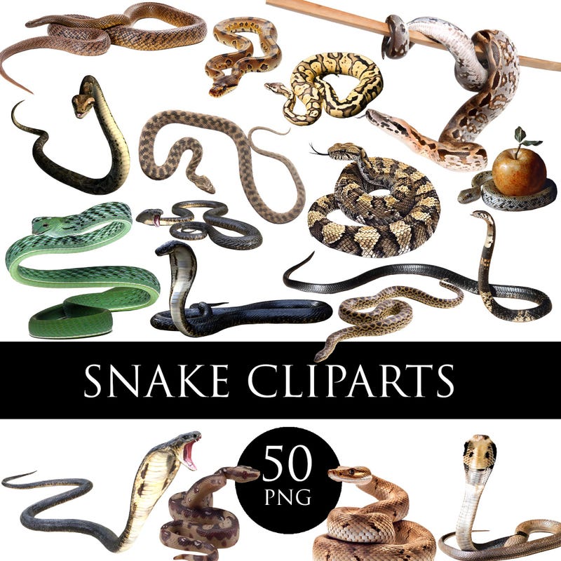 Snake Realistic Png - Etsy UK