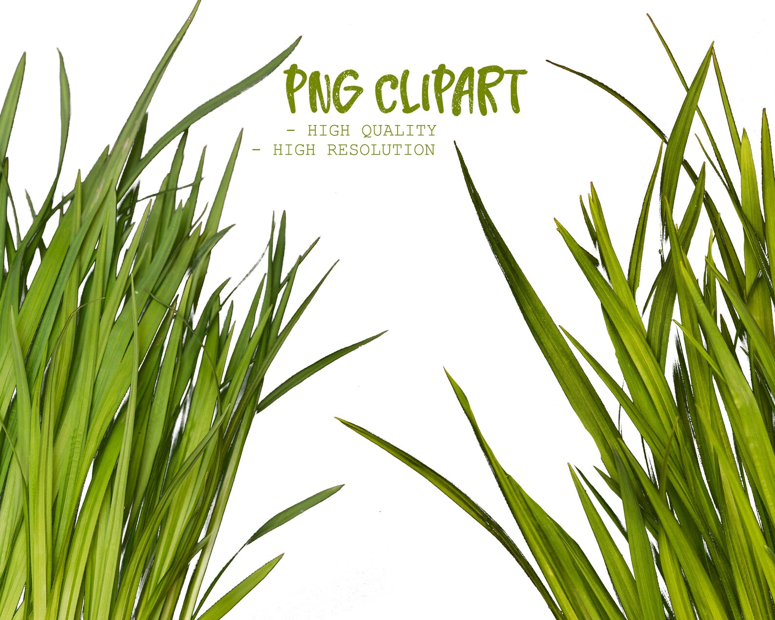 Grass Photo Overlays Glade Photoshop Overlays Grass Png - Etsy