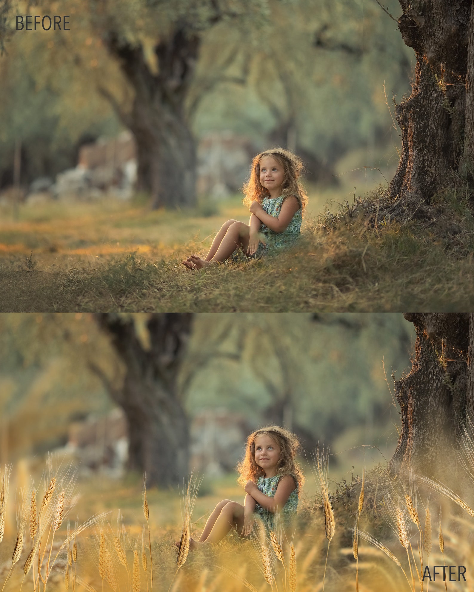 Field Overlays Wheat Fields Overlay Golden Field Photo - Etsy