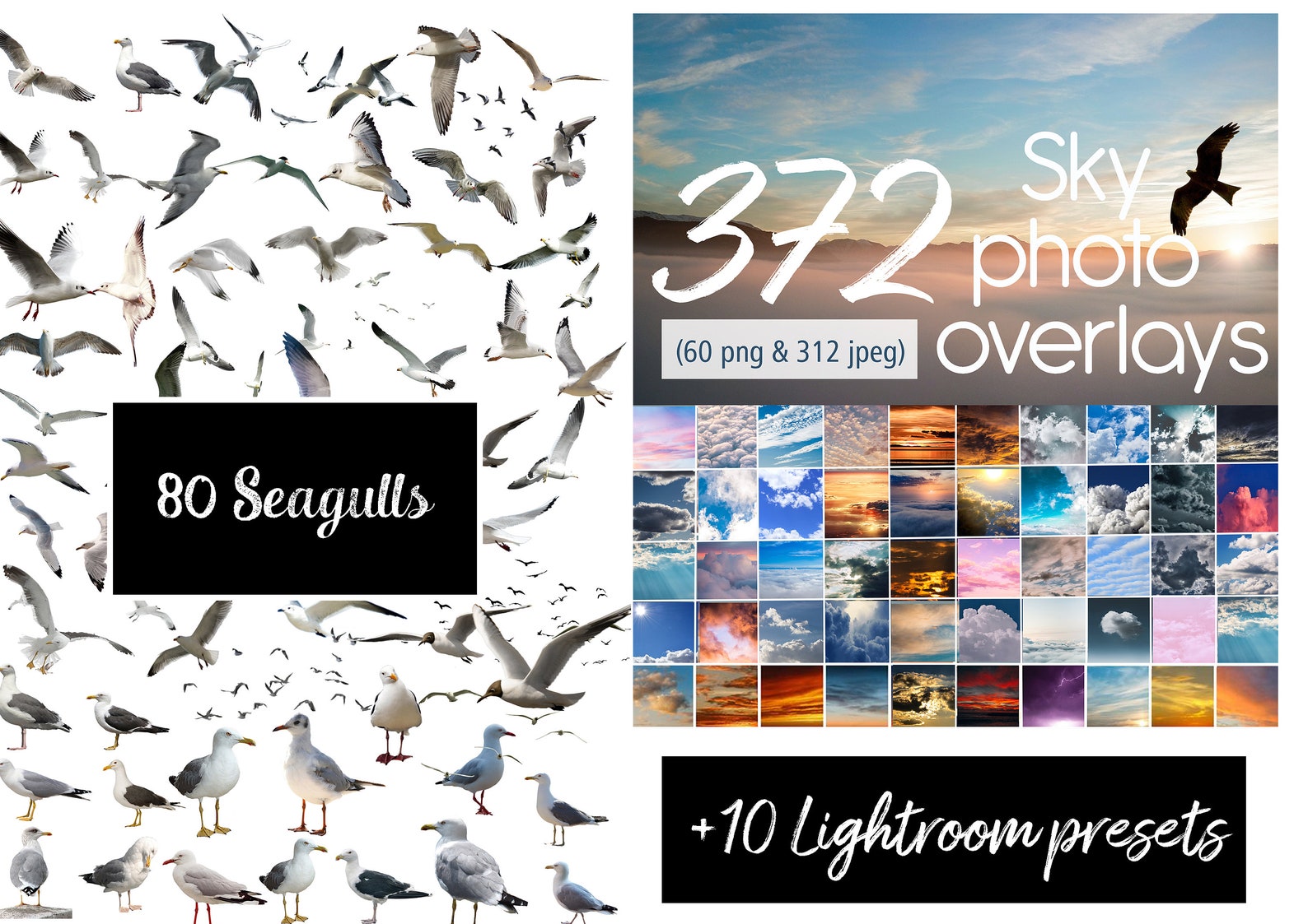 372 Sky Photo Overlays, Seagull Overlays, Seagull Photo Overlay ...