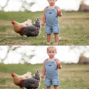 Farm Animal Overlays, Chickens Overlays, Easter Overlays, Photoshop ...