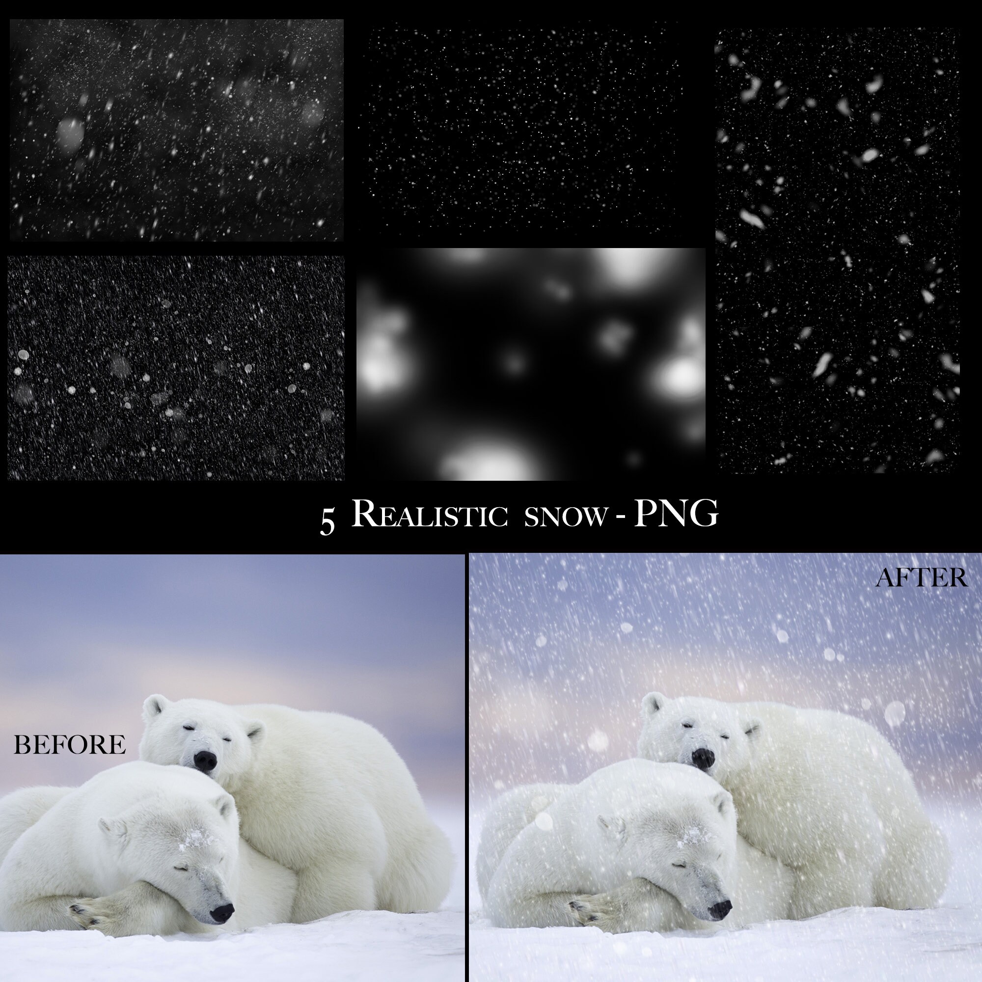 Polar Bears Overlays, Bear Transparent Png Images, Bears Photo Overlay ...