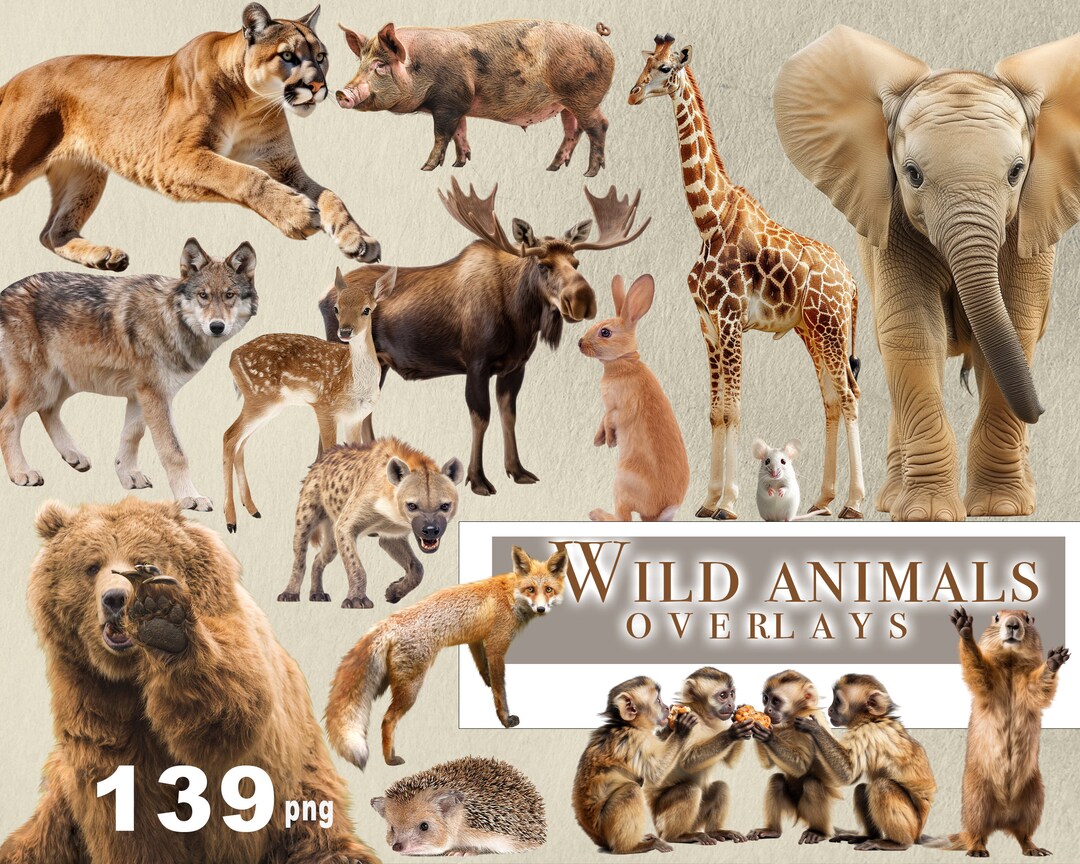 Wild Animal PNG, Mammals Png, Wild Animals Clipart, Word Wildlife ...