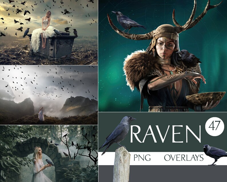Crows Overlays Fly Bird Overlays Black Raven Png Ravens and - Etsy