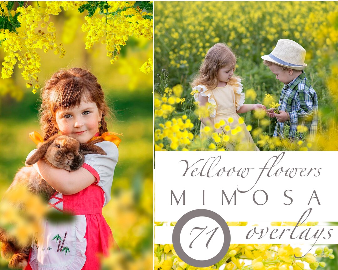 Spring Flowers, Yellow Flower Field Overlay, Painted Sunflowers ...