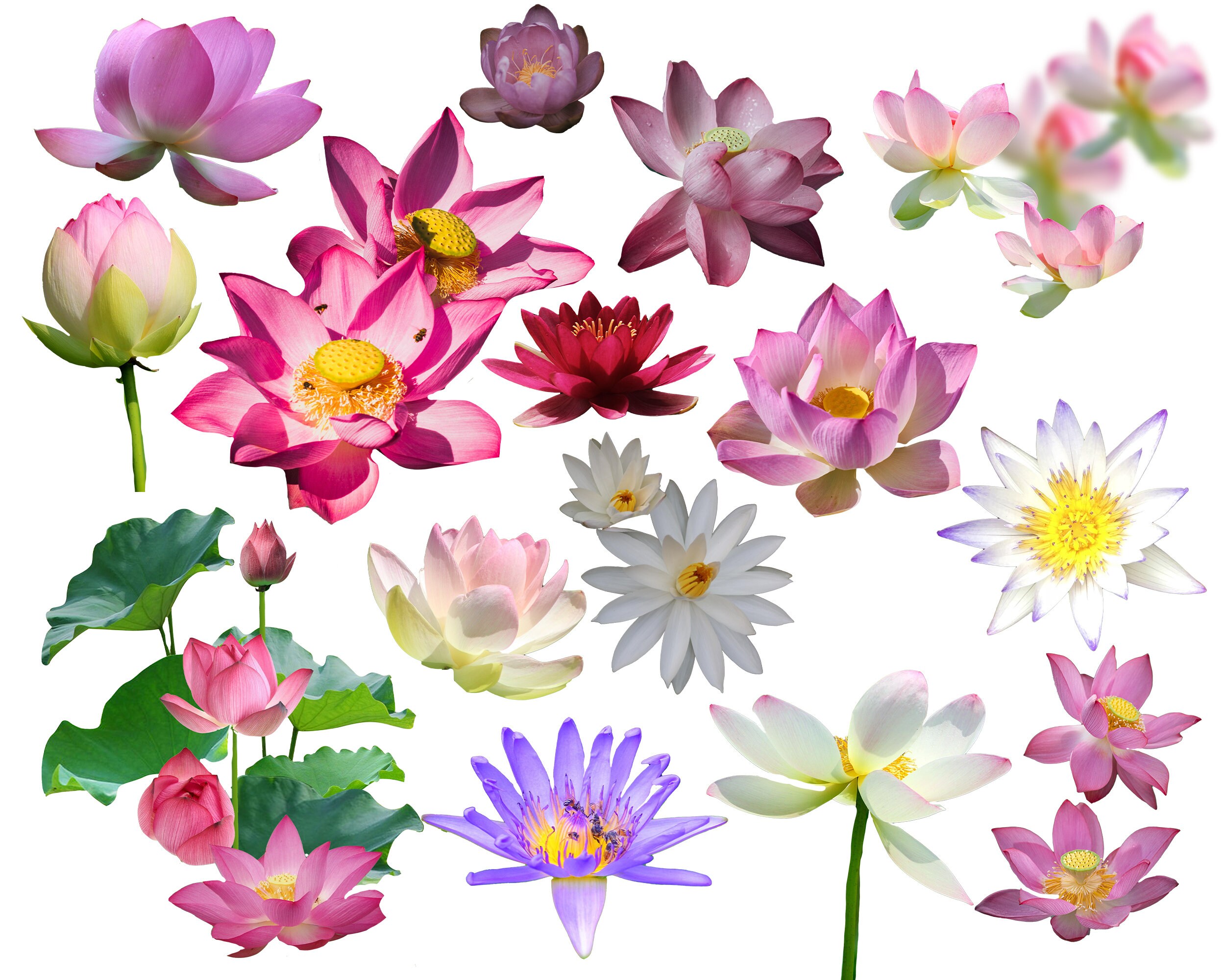 Lotus Flower Overlays Lotus Art Water Photoshop Summer - Etsy