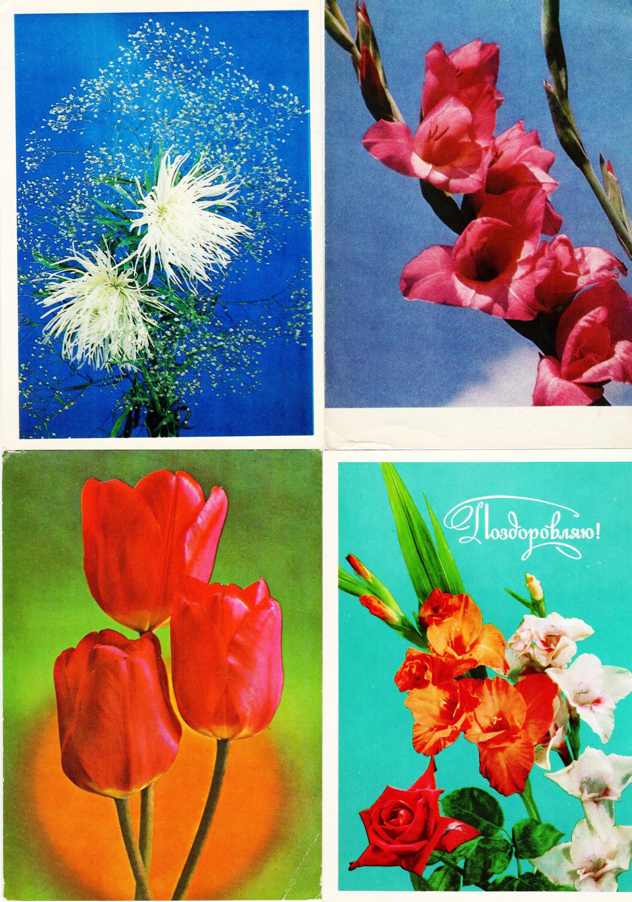 Postales con flores Felicidades Hermosas postales de | Etsy