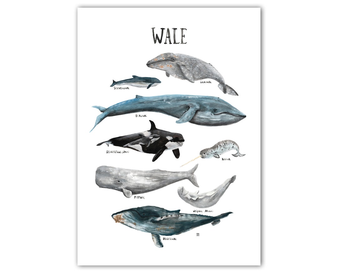 WALE Poster A2 A3 Kinderzimmer Poster Wale Ozean Walfische Meere Tieren ...
