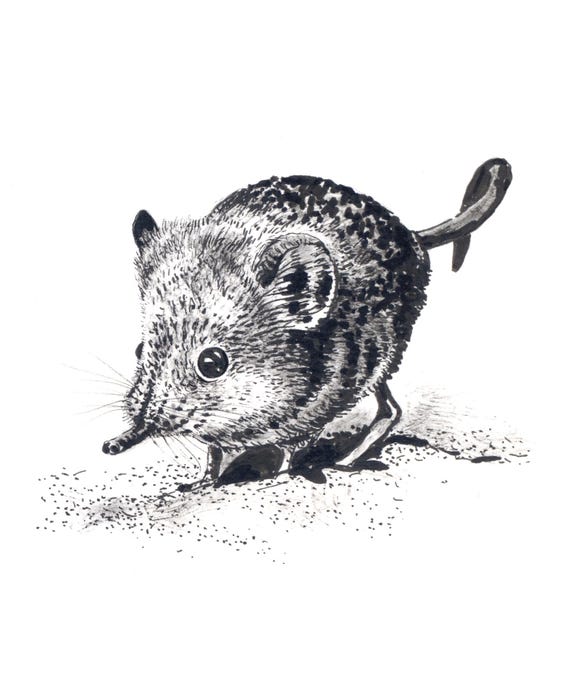 Disegno Animale Topo Un Disegno Di Un Topo Seduto Sopra Un Altro Ratto