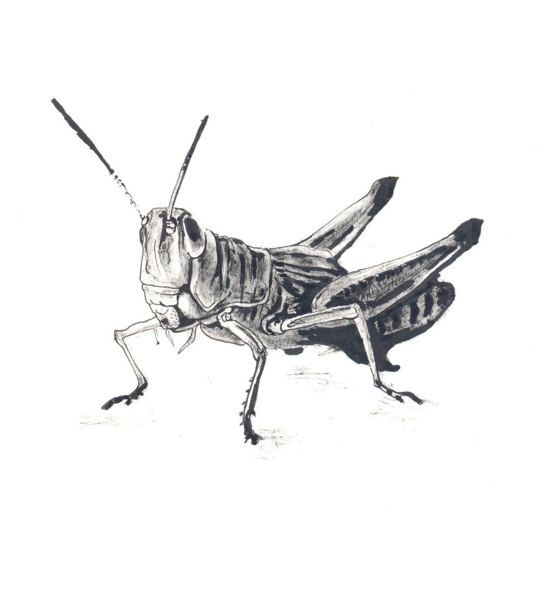 Grasshopper, Animal Drawing, Ink Drawing, Art Print - Etsy