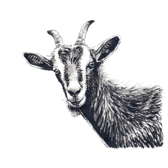 Goat Face Drawing