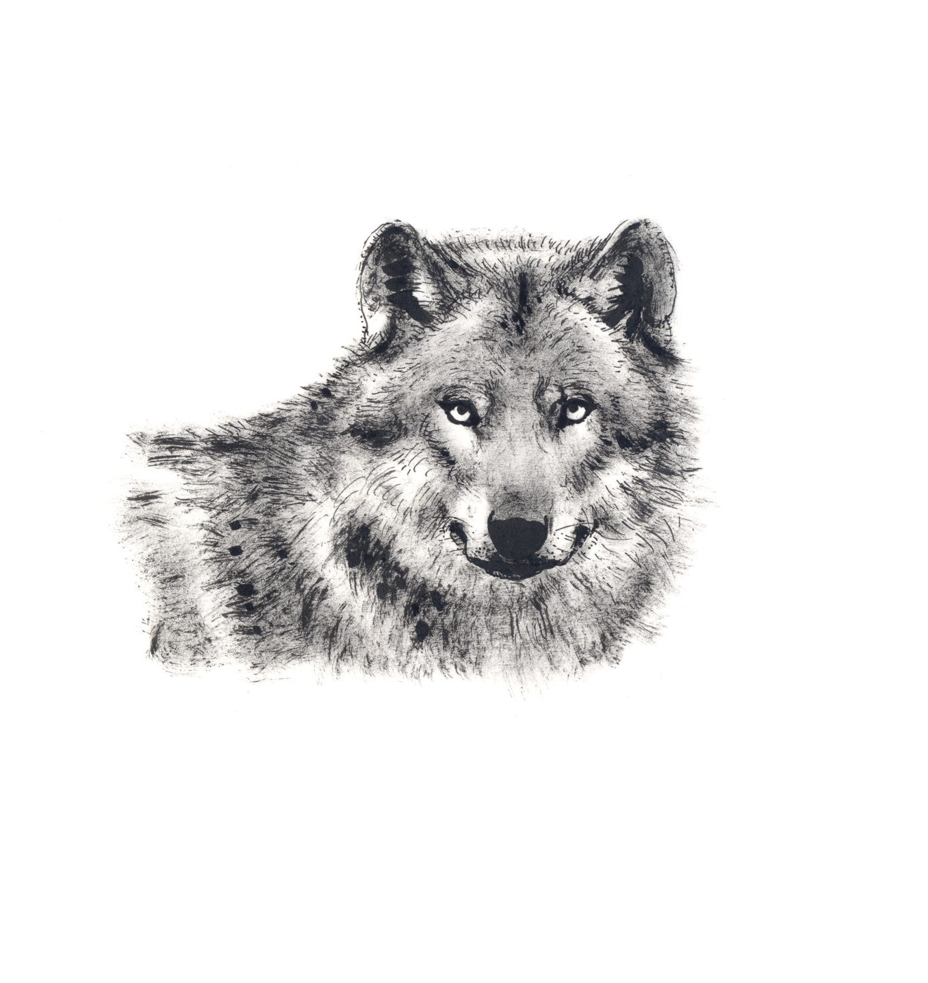 Wolf Animal Drawing Ink Drawing Art Print - Etsy