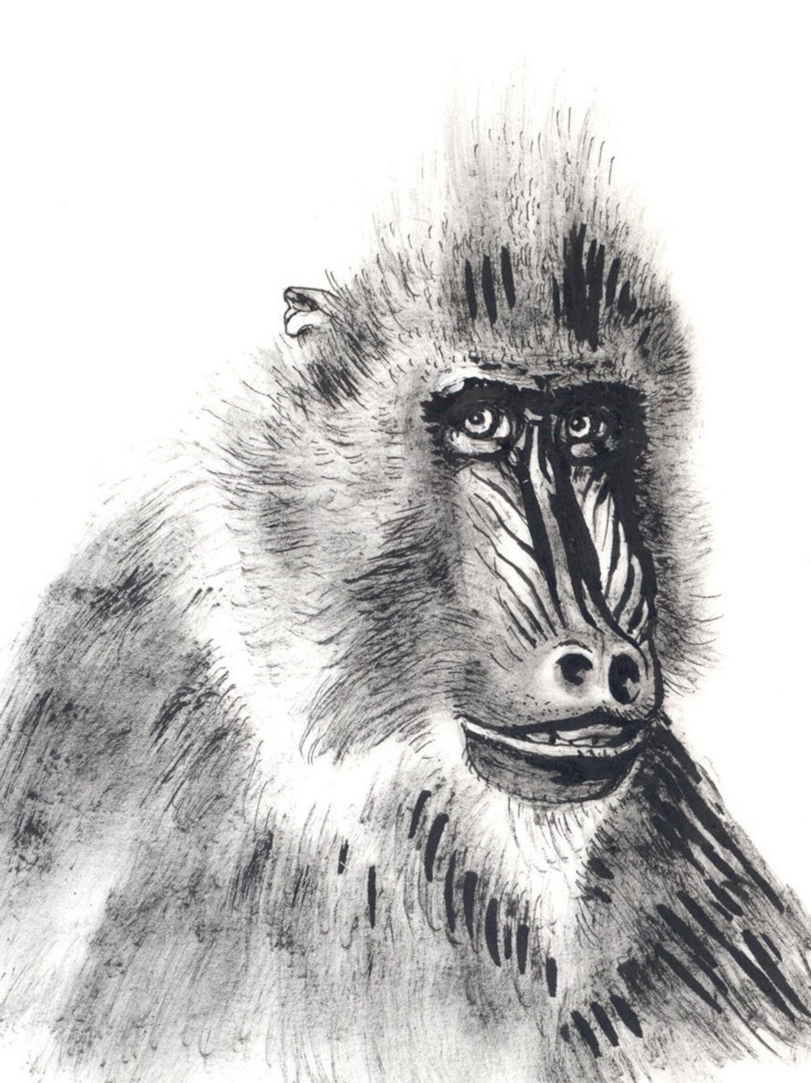 Mandrill, Animal Drawing, Ink Drawing, Art Print - Etsy